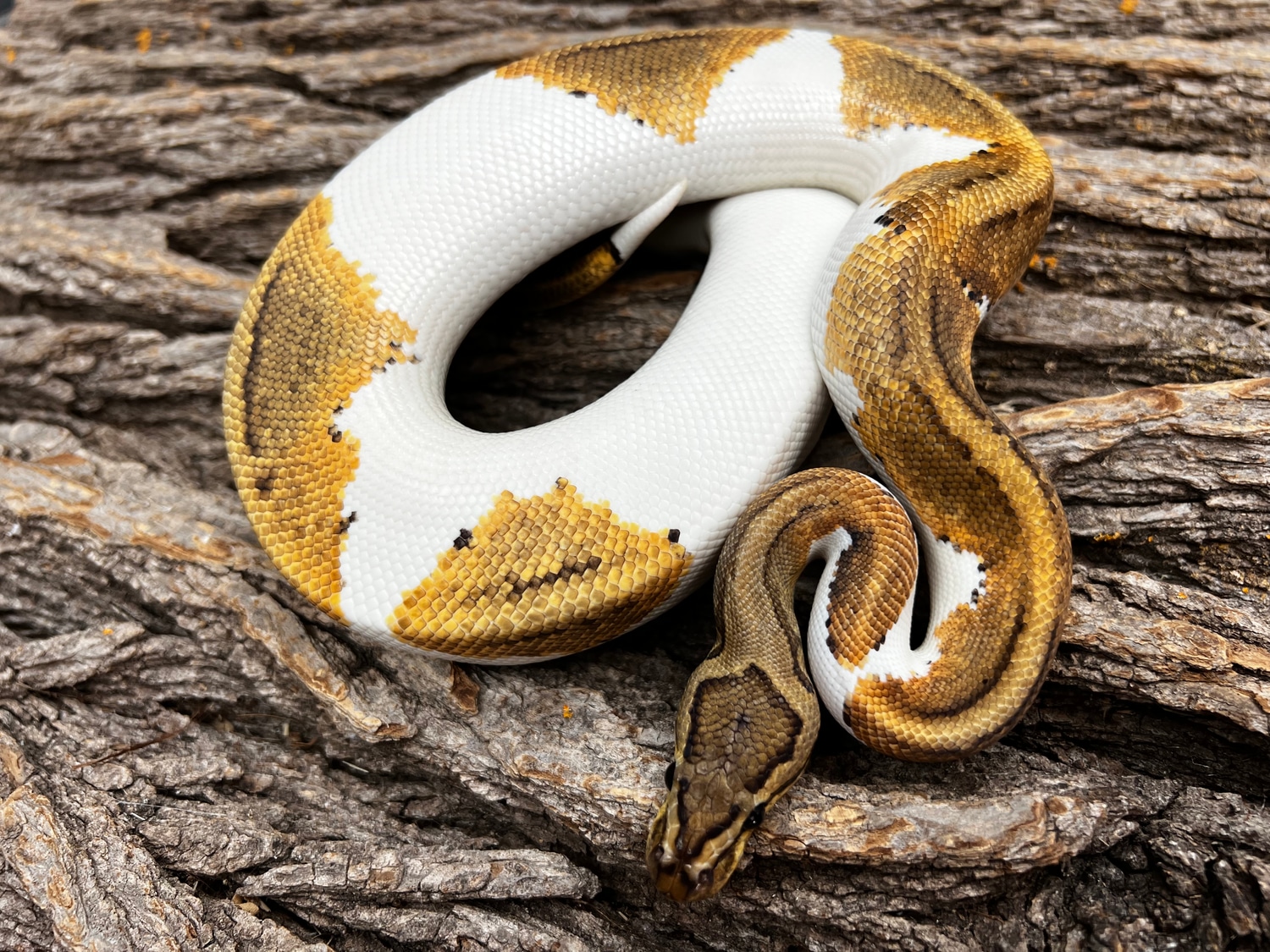 Pinstripe Yellowbelly Pied Ball Python by Piedtopia - MorphMarket