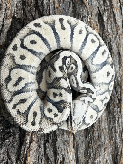Super Pastel Yellowbelly Desert Ghost Proven Ball Python by Aisreptiles
