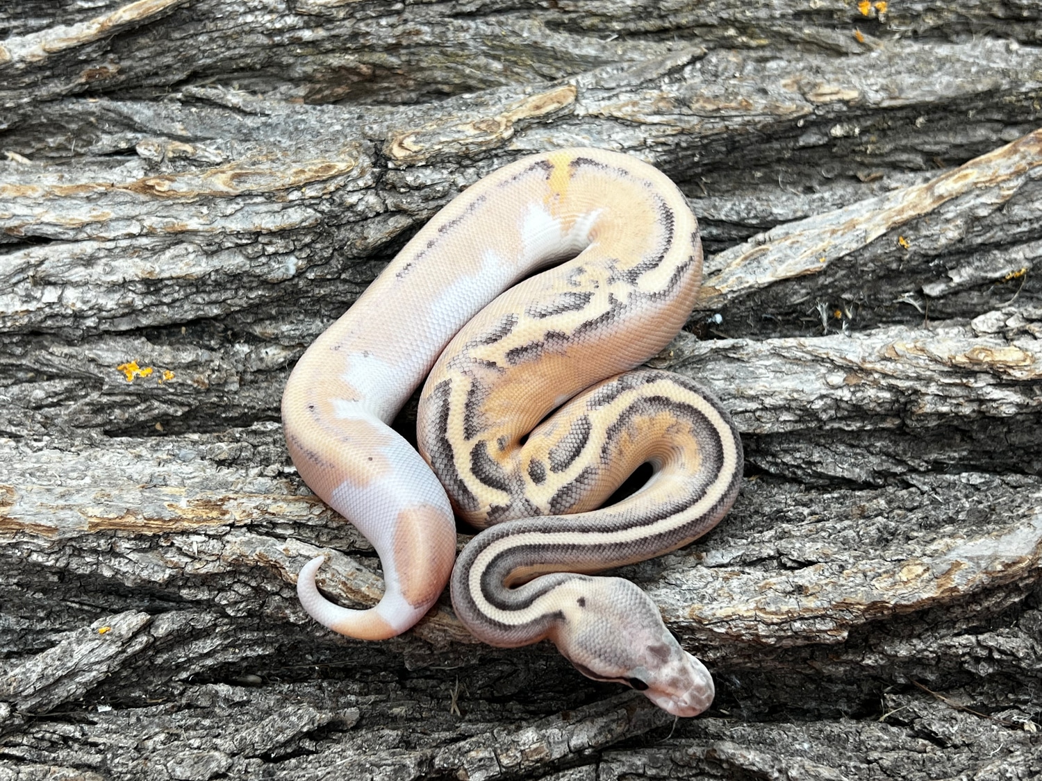 Orange Dream Cinnamon Disco Inferno Female Free Shipping Ball Python by Piedtopia - MorphMarket