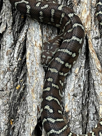 Yearling Female Bredli Carpet Other Carpet Python by Aisreptiles