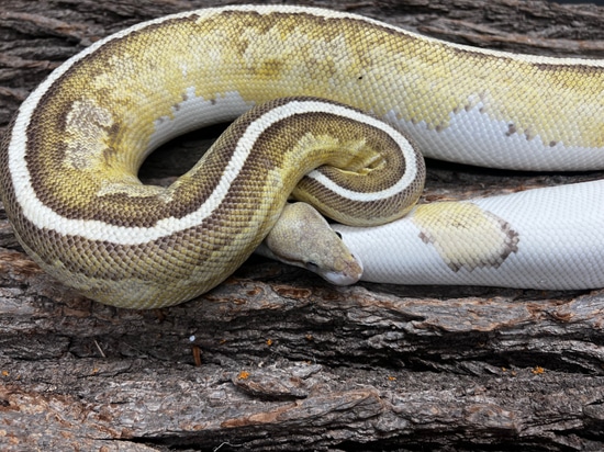 Cinnamon Disco Inferno Proven Female Ball Python by Aisreptiles