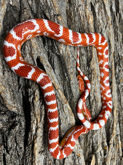 Fluorescent Reverse Okeetee Proven Breeder Male Corn Snake by Aisreptiles