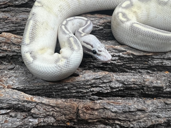 Pastel Highway Het Desert Ghost Female Ball Python by Aisreptiles