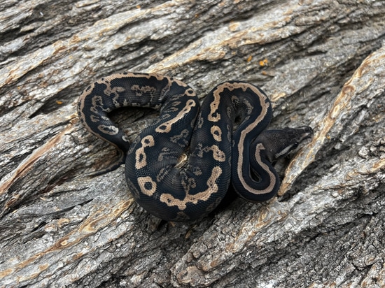 Black Pastel Mojave Acid Female Free Shipping Ball Python by Aisreptiles