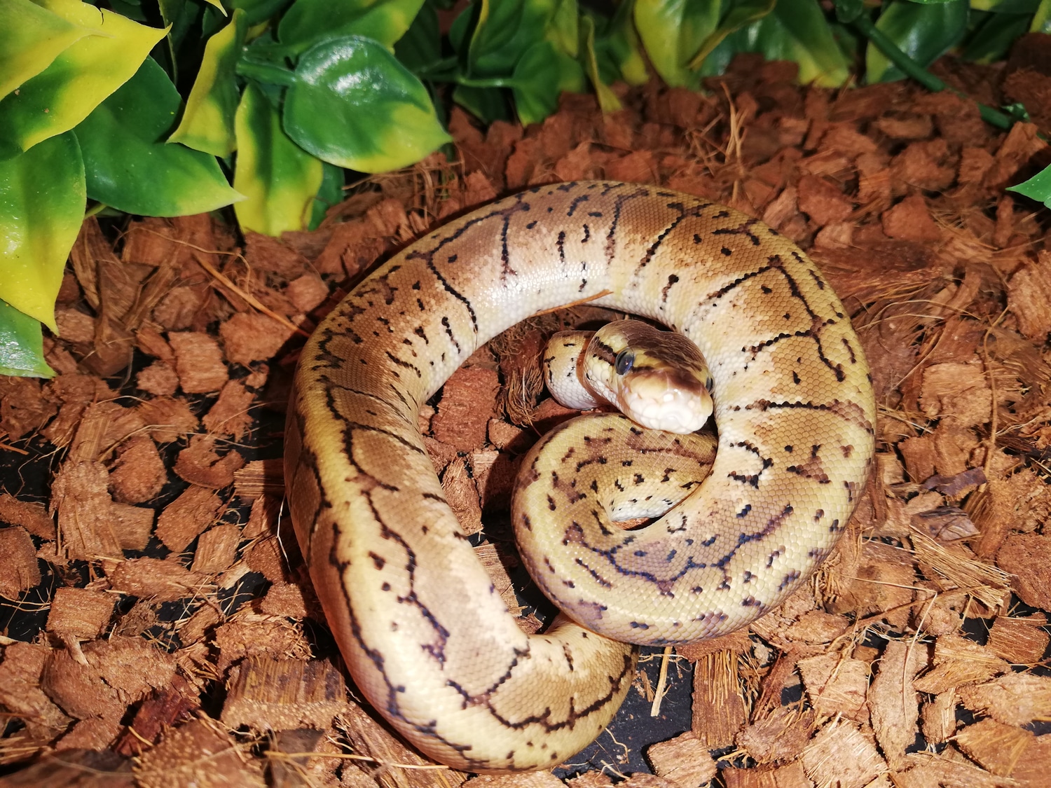 Lemon Blast Sugar Ball Python by AJ Regius - MorphMarket