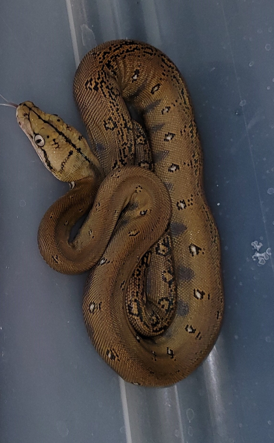 Golden Child Sunfire Platinum Reticulated Python by AJ Aquatics Inc ...
