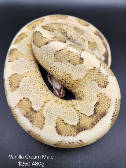 Vanilla Cream Ball Python by AJ Aquatics Inc