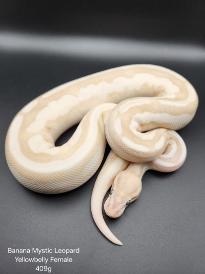 Banana Mystic Leopard Yellowbelly Ball Python by AJ Aquatics Inc
