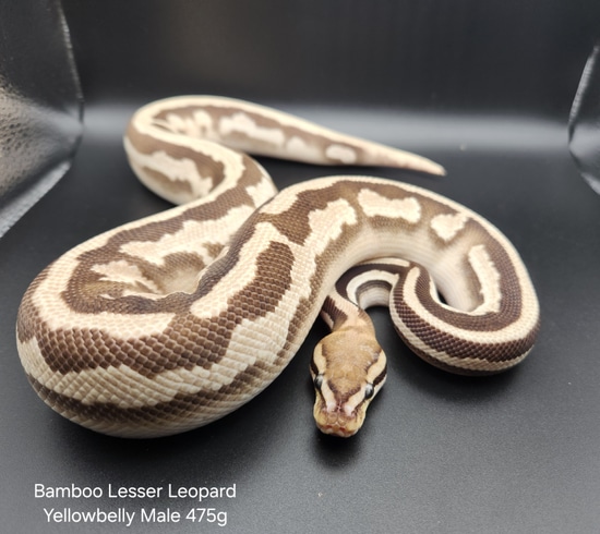 Bamboo Lesser Leopard Yellowbelly Ball Python by AJ Aquatics Inc