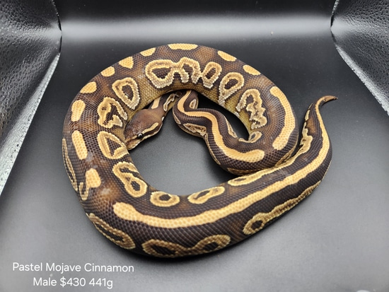 Pastel Mojave Cinnamon Ball Python by AJ Aquatics Inc