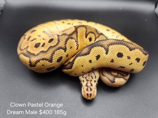 Clown Pastel Orange Dream Ball Python by AJ Aquatics Inc