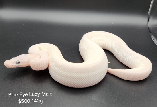 Blue Eye Lucy Ball Python by AJ Aquatics Inc