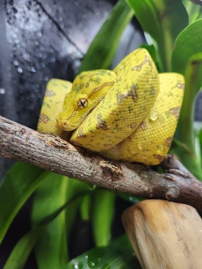 Yellow Biak Green Tree Python by AJ Aquatics Inc