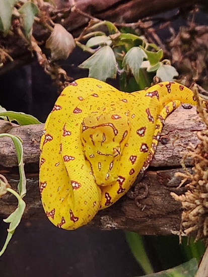 Yellow Biak Green Tree Python by AJ Aquatics Inc