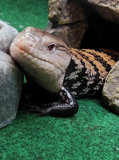 Halmahera Blue Tongue Skink Halmahera Blue-Tongued Skink by AJ Aquatics Inc
