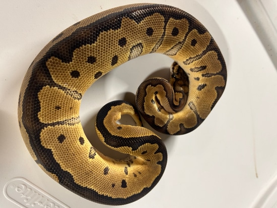 Phantom Clown Ball Python by Keystone Scales n Tails
