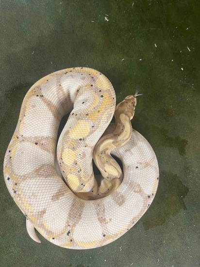 Banana, Pastel, Calico Ball Python by Keystone Scales n Tails