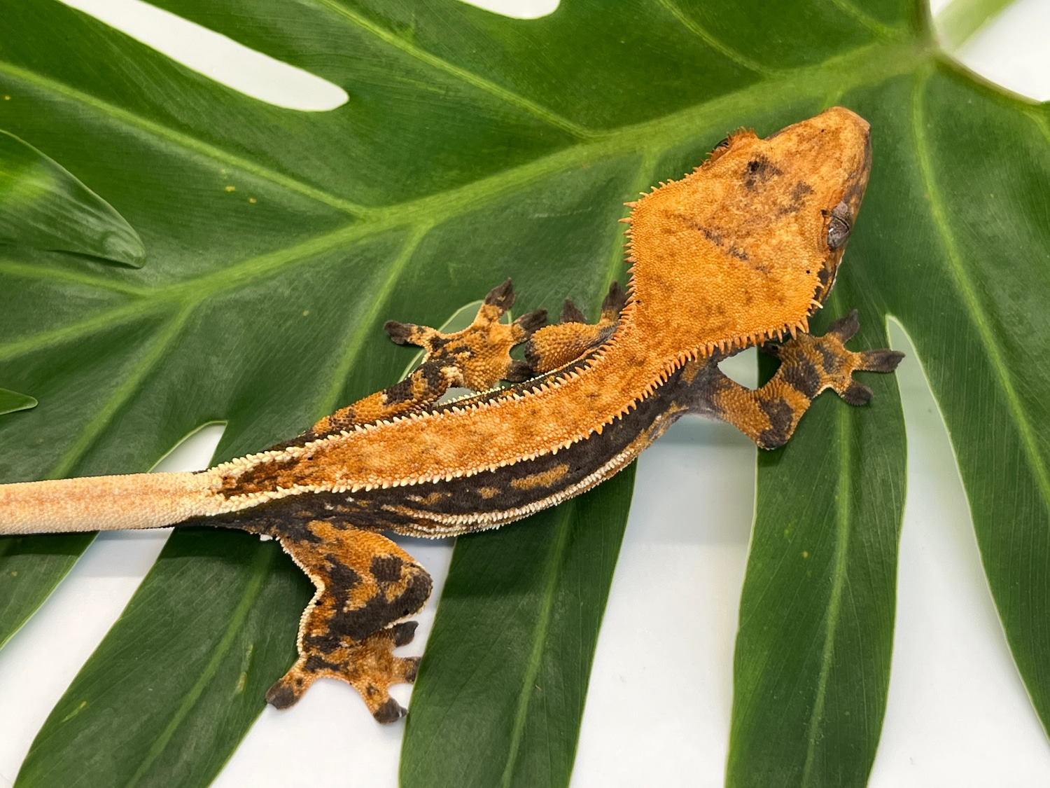 Quad Stripe Crested Gecko by HotRod Cresties - MorphMarket