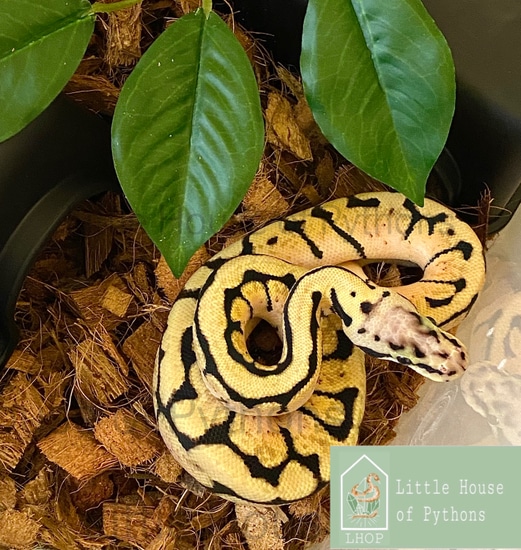 BUMBLEBEE 50% Het Clown Ball Python by Little House of Pythons