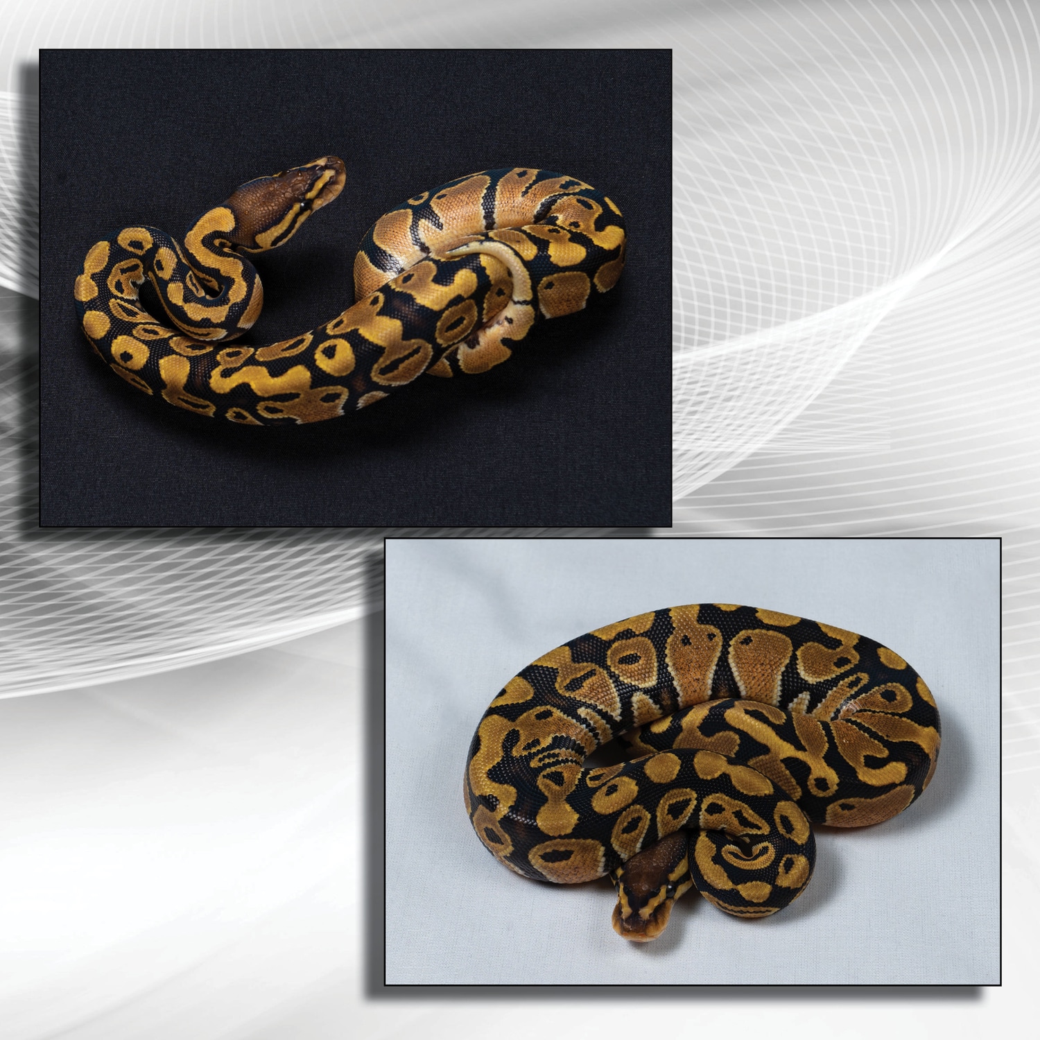 Normal 100% Het Clown Ball Python by Scales & Tails - MorphMarket
