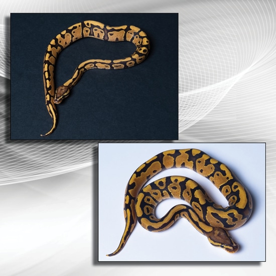Fire Ball Python by Scales & Tails