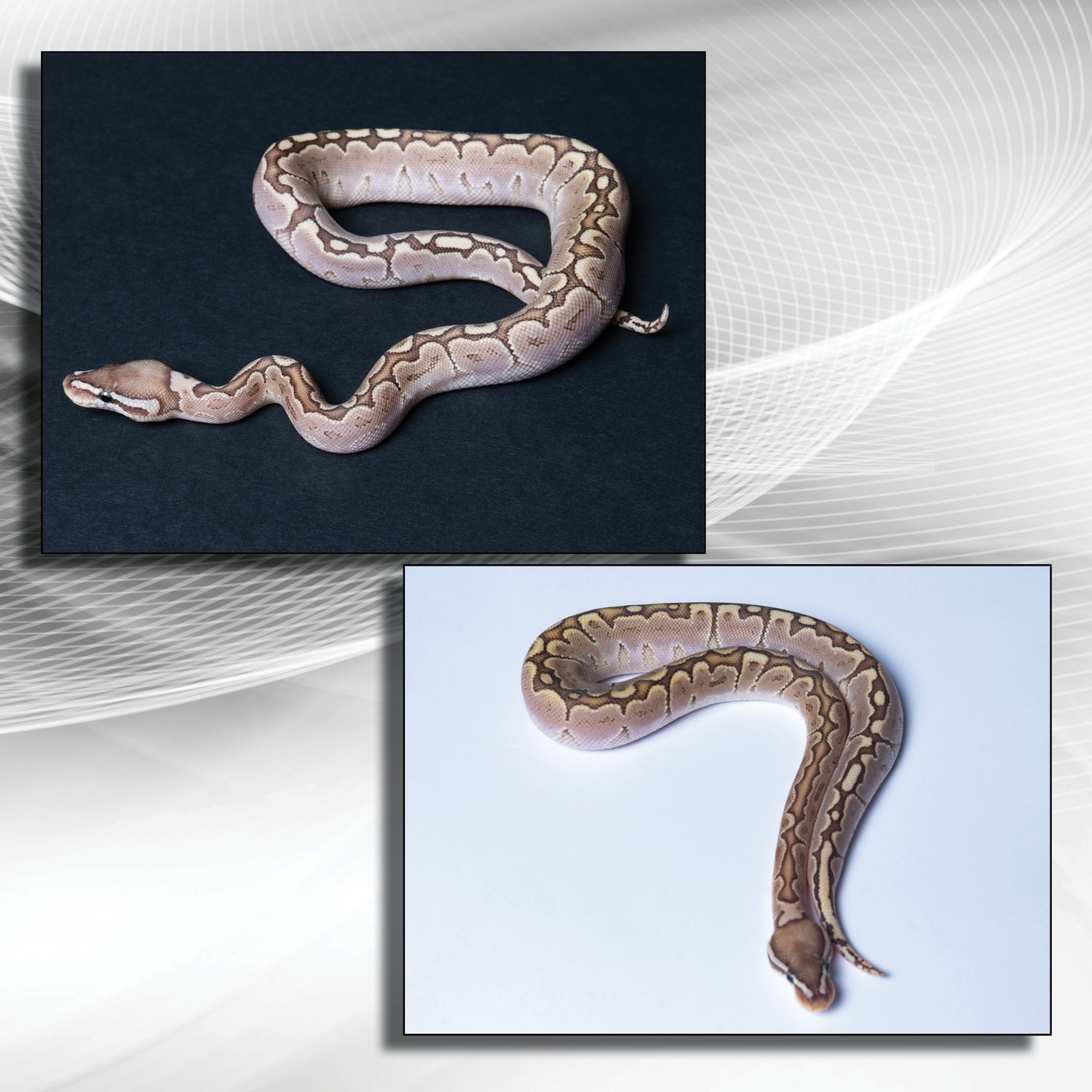 Bamboo 50% Het Clown Ball Python by Scales & Tails - MorphMarket