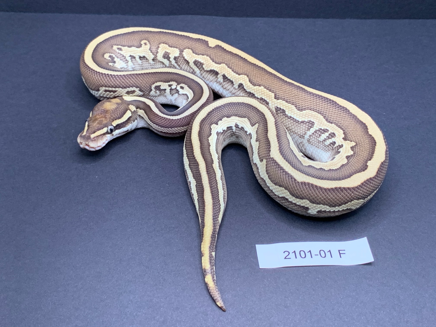 Butter Leopard Super Stripe (Specter / Yb) Ball Python by AJF Reptiles ...