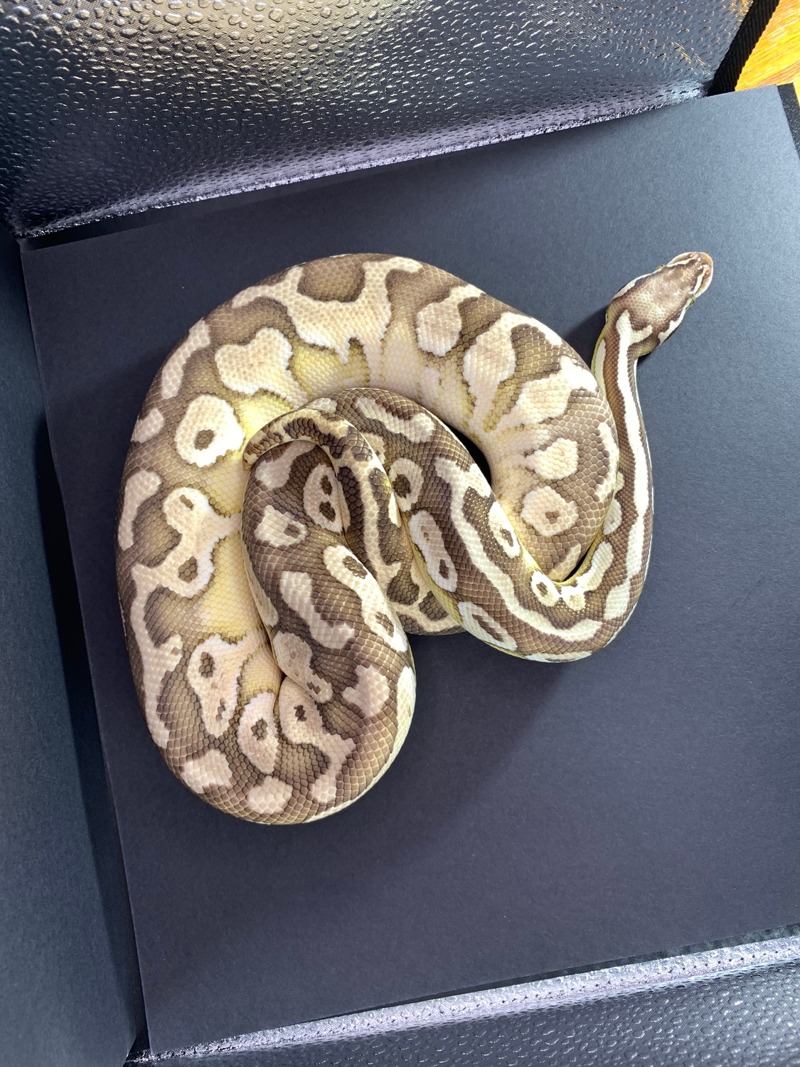 2020 Pastel Butter Leopard Enchi Orange Dream Specter Yellow Belly Ball ...