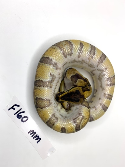 Super Enchi 100% Het Desert Ghost 50% Het Hypo Ball Python by AJF Reptiles