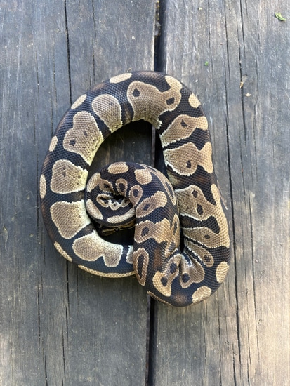 Normal Male Ball Python by Southern Maryland Constrictors