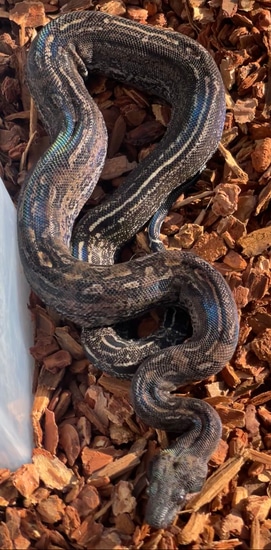 Leopard Boa Boa Constrictor by Drew’s Serpents