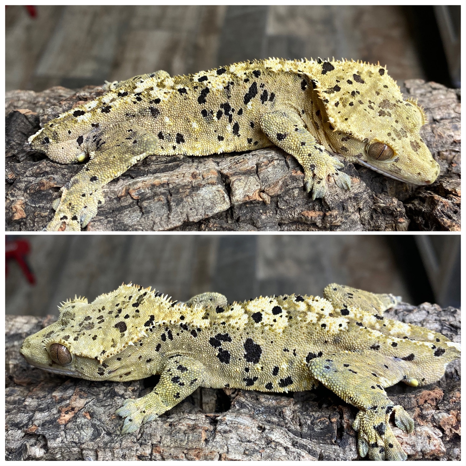 Dam Daniel Offspring Inkspot Super Dalmatian Proven Breeder Crested ...