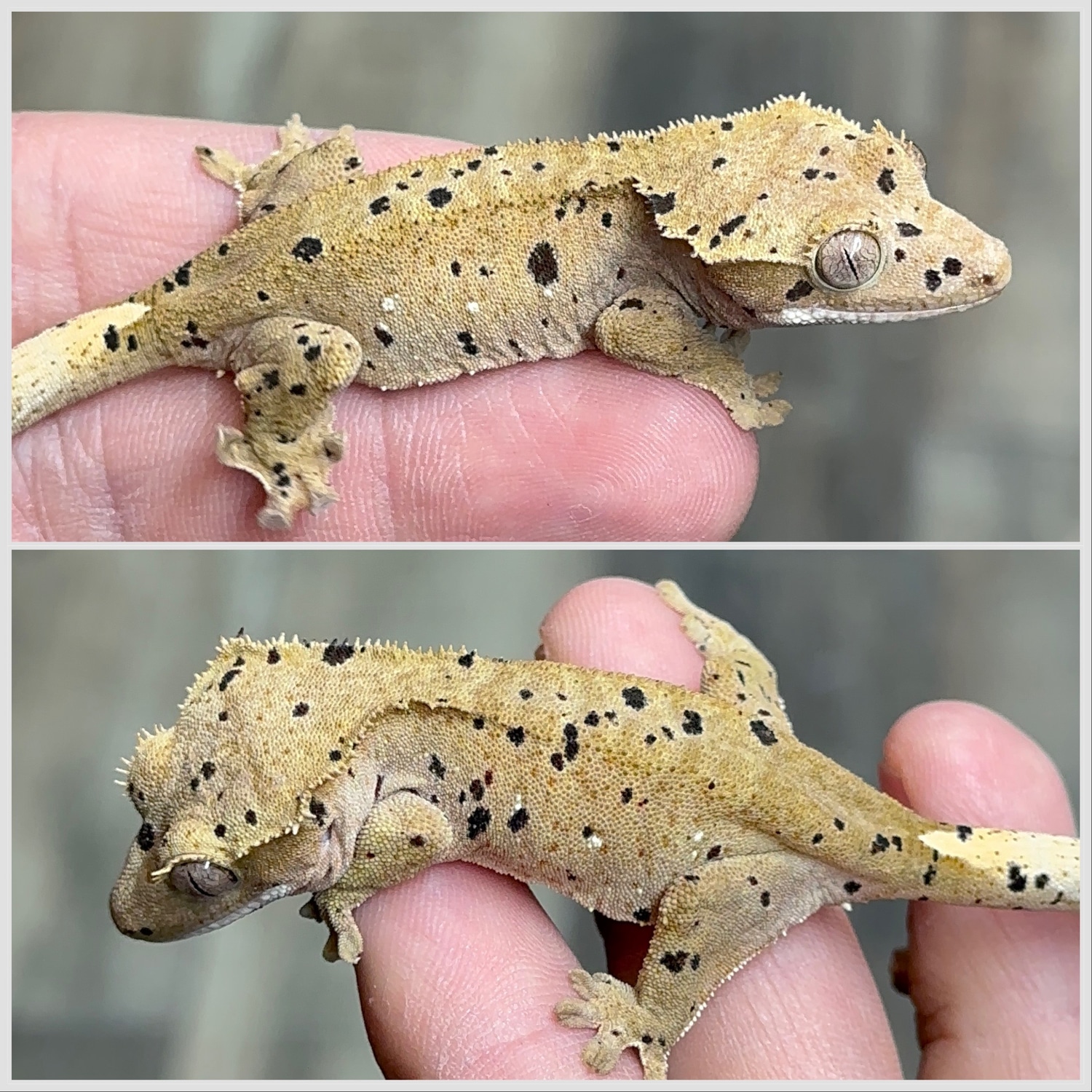 Orange Base Inkspot Super Dalmatian Crested Gecko by Whitetankexotics ...