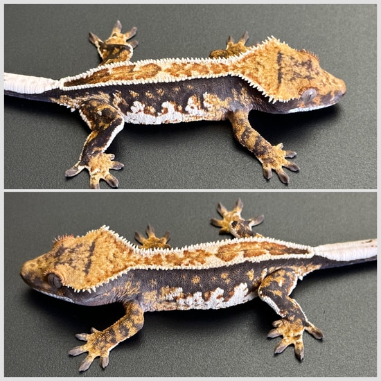 Tri Color White Wall Crested Gecko by White Tank Exotics