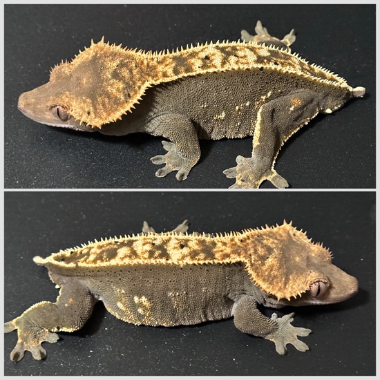 Proven Empty Back Crested Gecko by White Tank Exotics