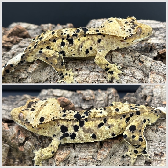 Bold Stripe Inkspot Super Dalmatian Crested Gecko by White Tank Exotics