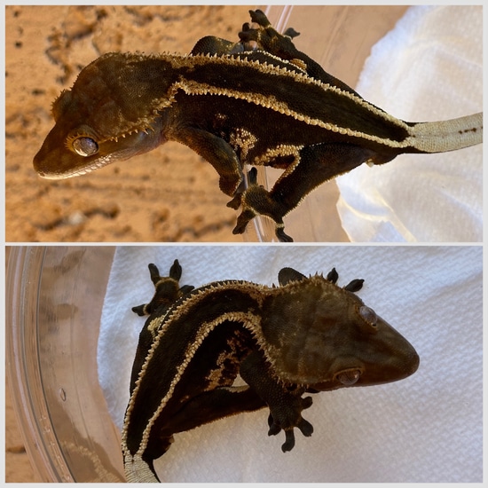 Soft Scale Super Empty Back Crested Gecko by White Tank Exotics