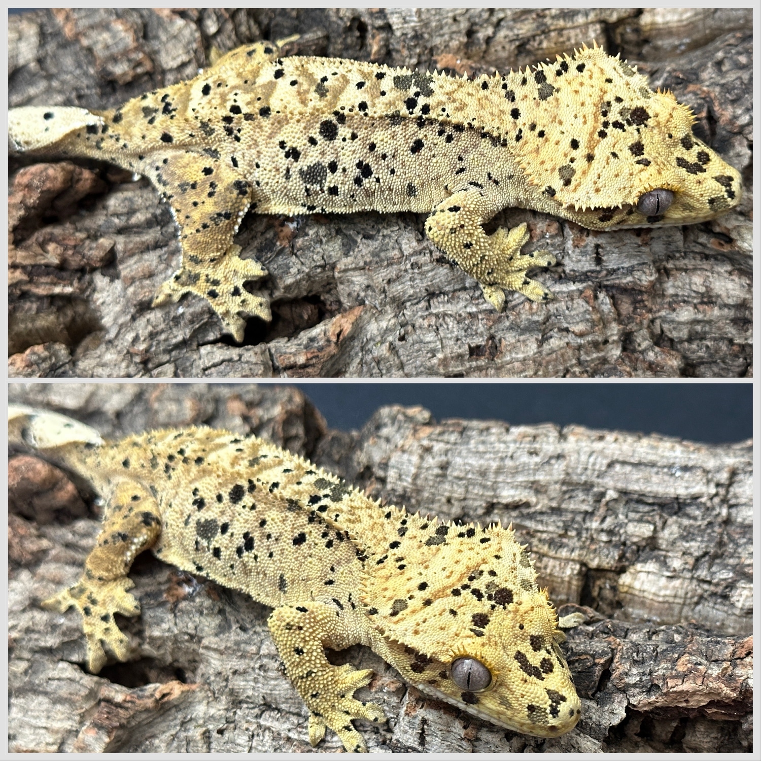 White Tank Exotics's Collection - MorphMarket