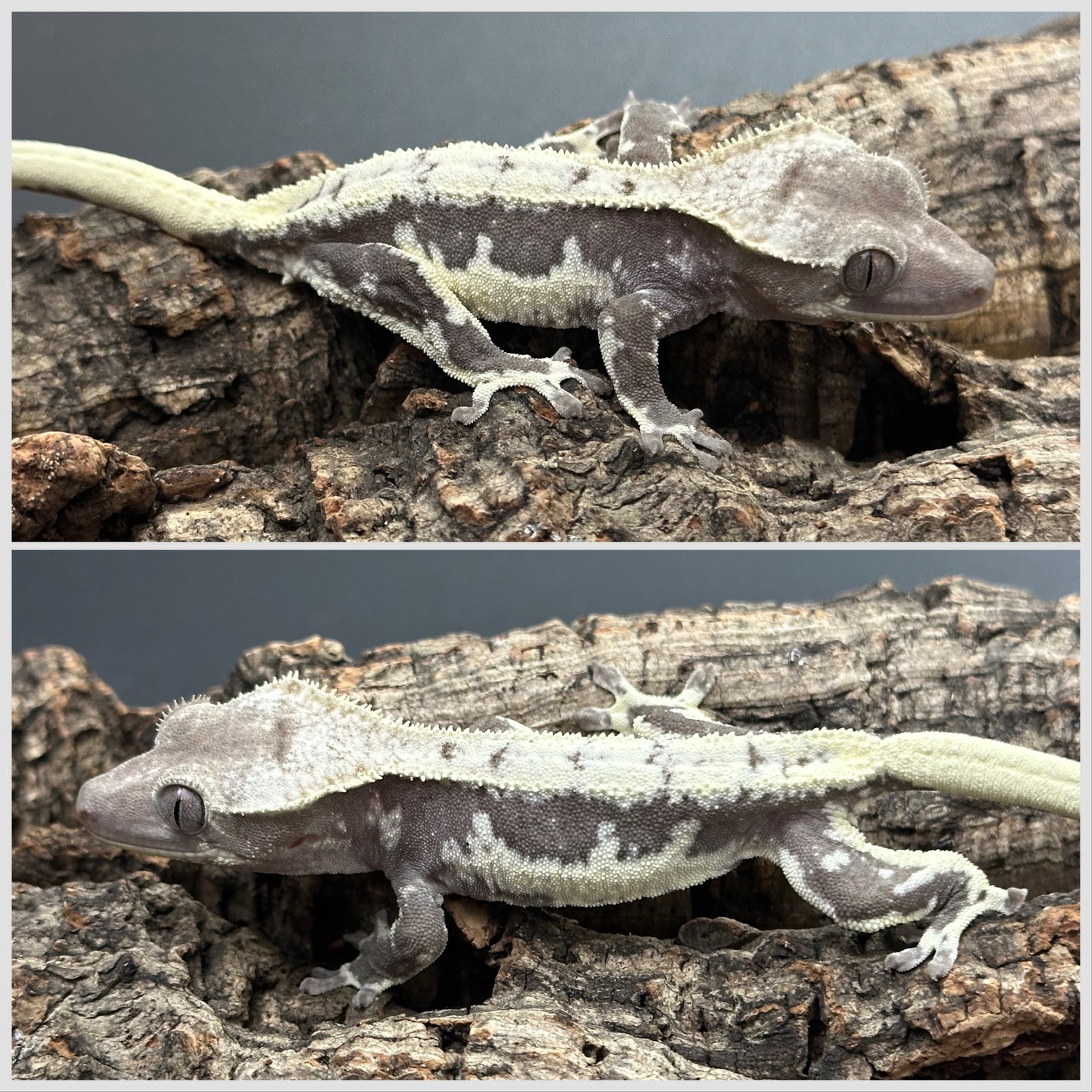 White Tank Exotics's Collection - MorphMarket