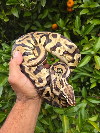 RTB Pastel Leopard Het Puzzle Ball Python by DANG Egg-Xotics