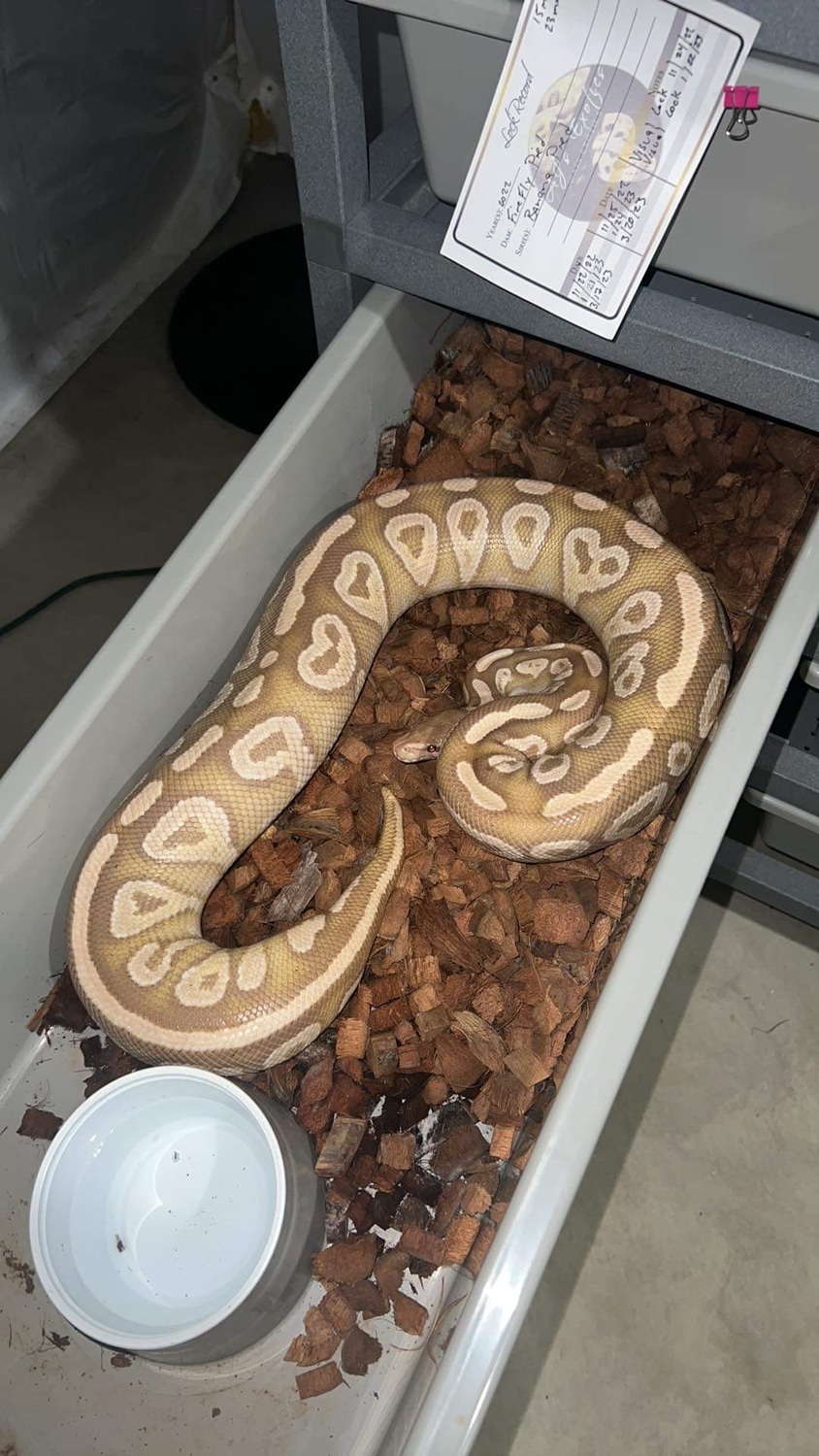 Banana Mojave RTB Ball Python by AJs Exotics - MorphMarket