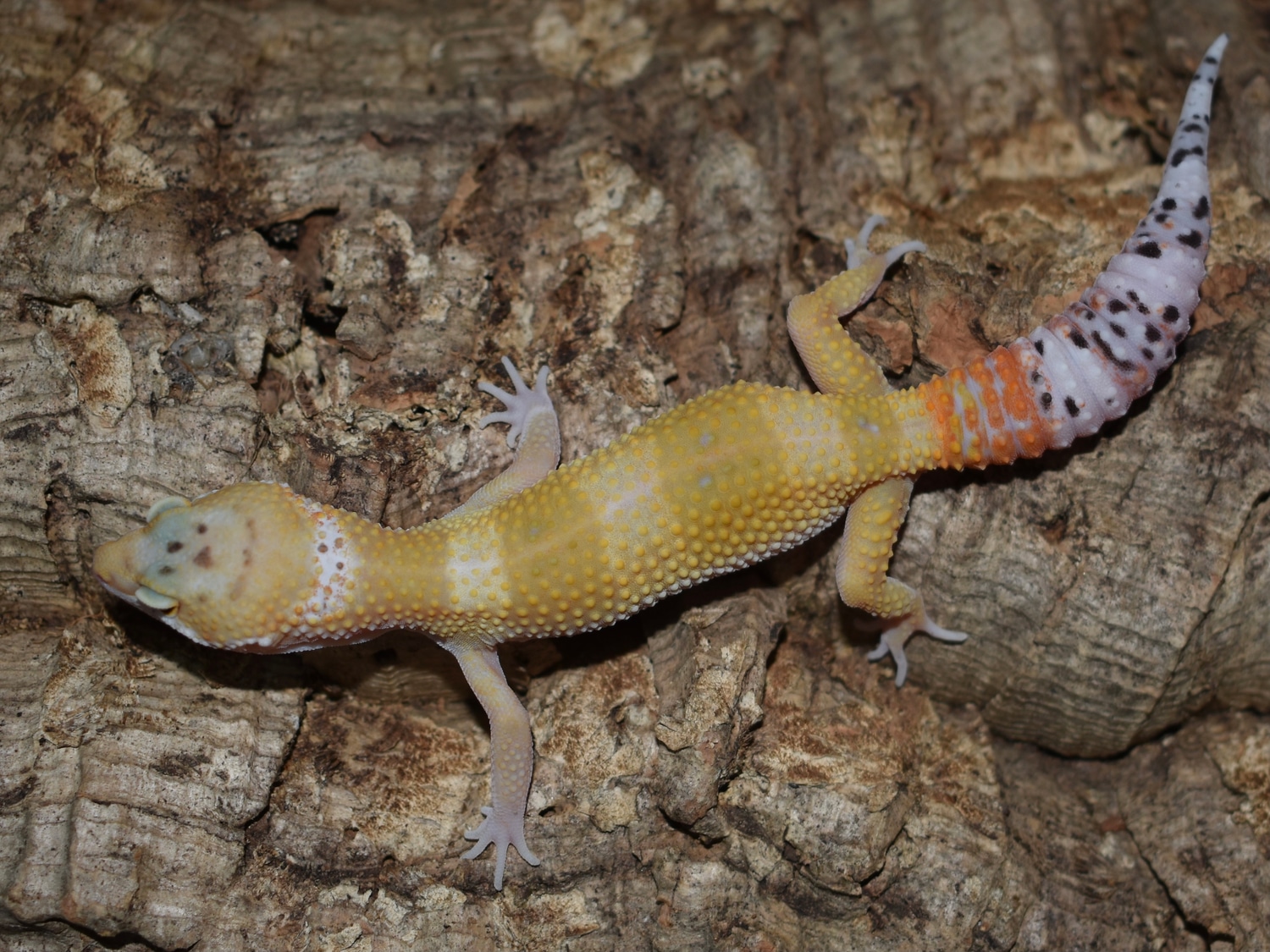 Tangerine Carrot Tail Het Blizzard Het Tremper Pos Giant Leopard Gecko ...