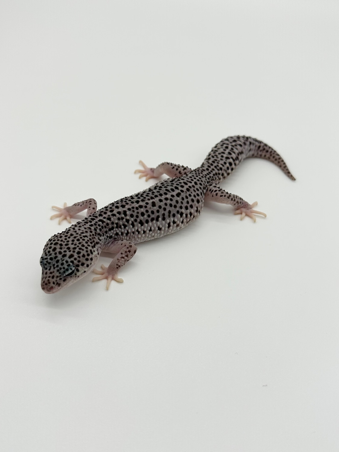 Super Snow Het Tremper 66% Het Blizzard 50% Het Eclipse Leopard Gecko ...