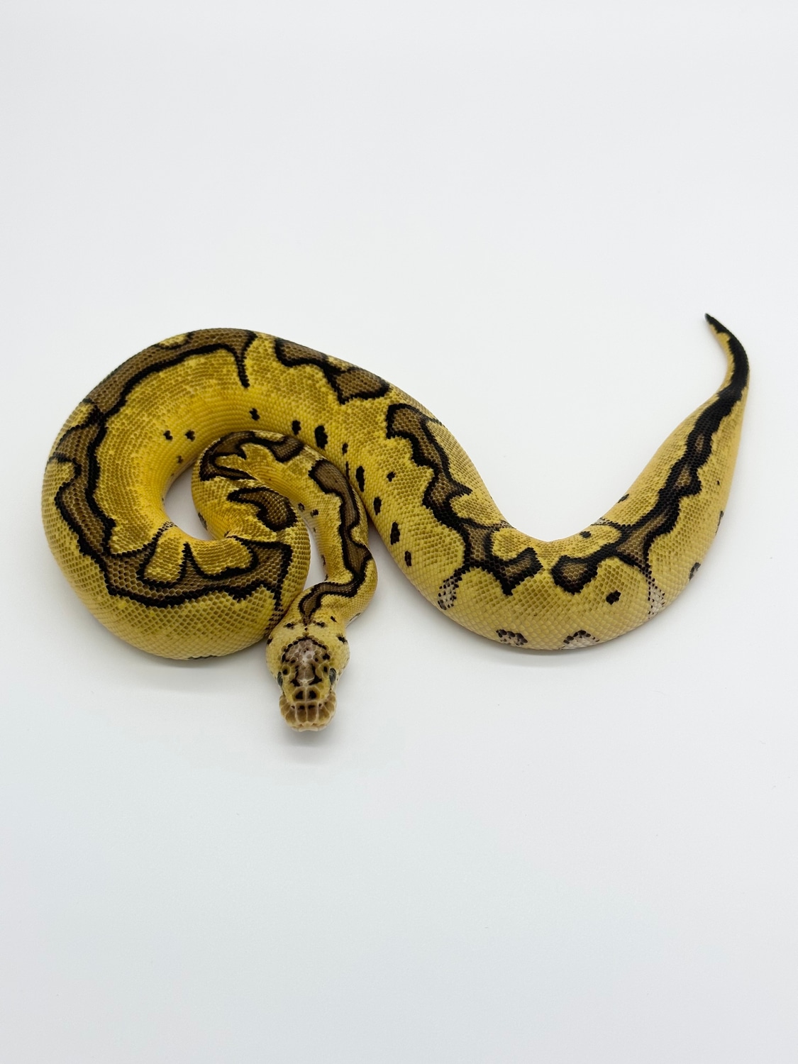 Pastel Orange Dream Clown Ball Python by Cardinal Exotics - MorphMarket