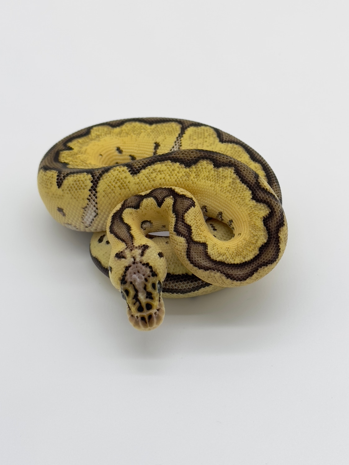 Pastel Blade Clown Ball Python by Cardinal Exotics - MorphMarket