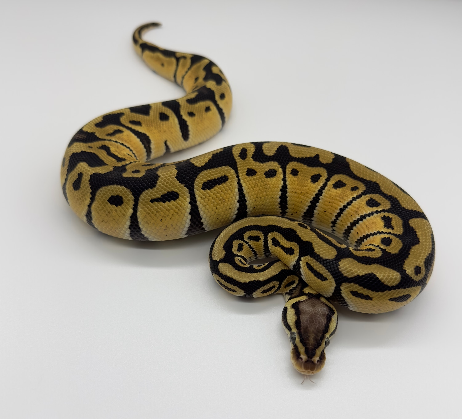 Pastel Spotnose Het Clown 50% Het Lav Pos Het Pied Ball Python by ...