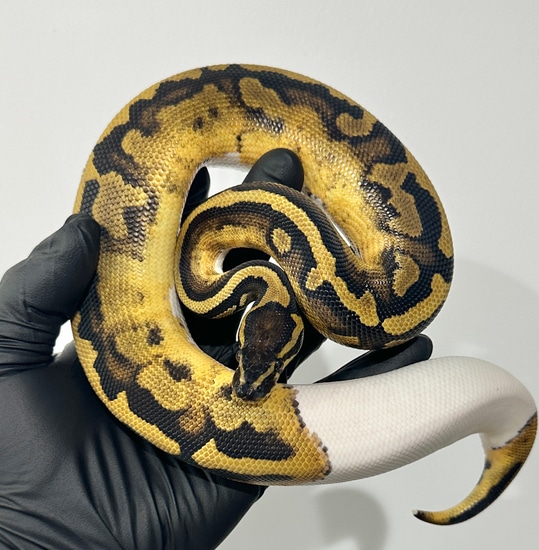 Enchi Pied 66% Het Ultramel 50% Het Hypo Ball Python by Cardinal Exotics