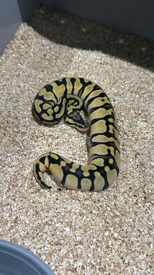 Pastel Enchi Het Clown Het Pied 50% Het Hypo Ball Python by Cardinal ...