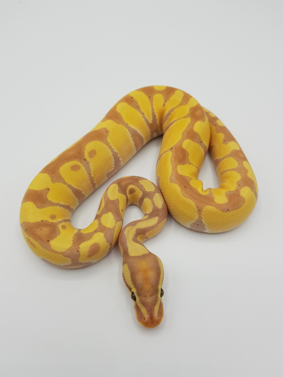 Coral Glow Orange Dream Enchi Ball Python by AJ's Reptiles - MorphMarket