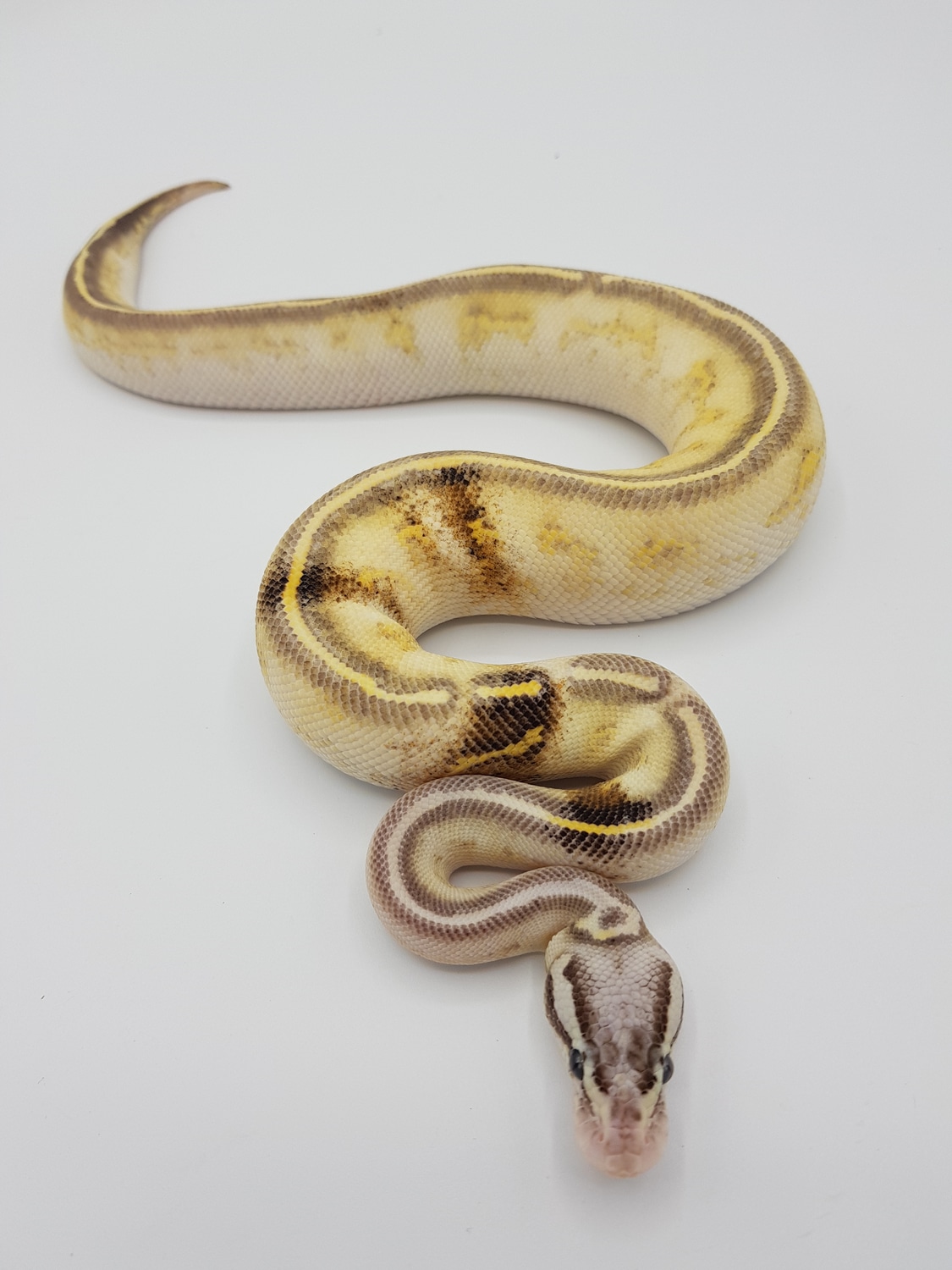 Pastel Paradox Highway Possible Het Red Axanthic Ball Python by AJ's ...